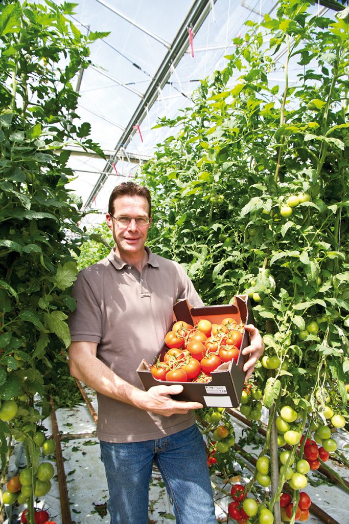 WIR aus der Region: Regionale Tomaten von Familie Bong aus Niederaußem ...