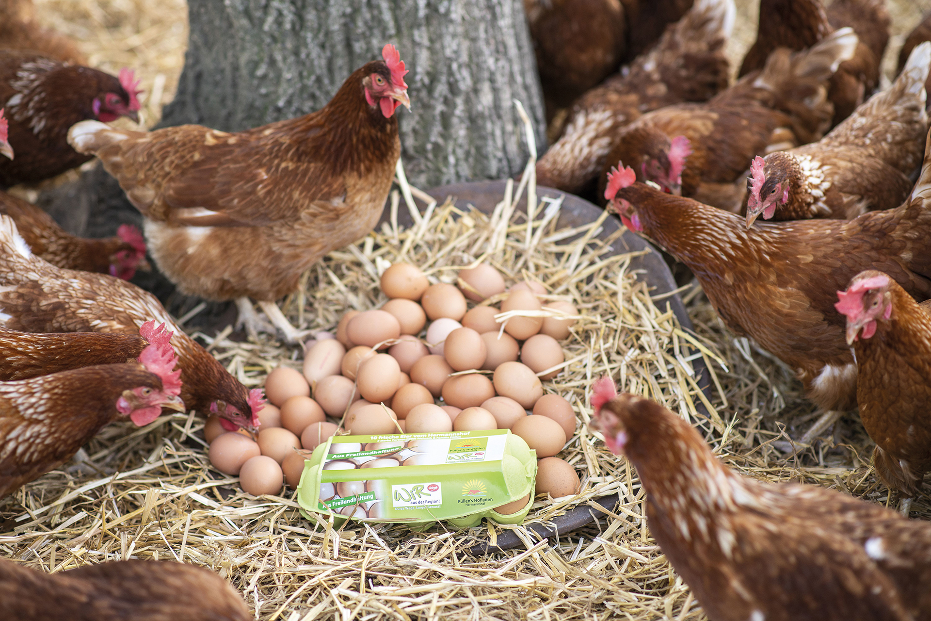 WIR aus der Region: Regionale Eier von Familie Püllen aus Nörvenich ...